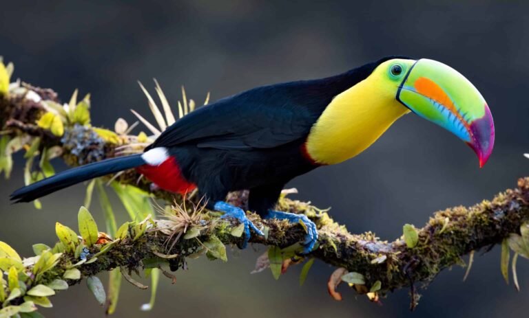 How to Plan a Lodge Stay for Birdwatching - Sahtlamlodge